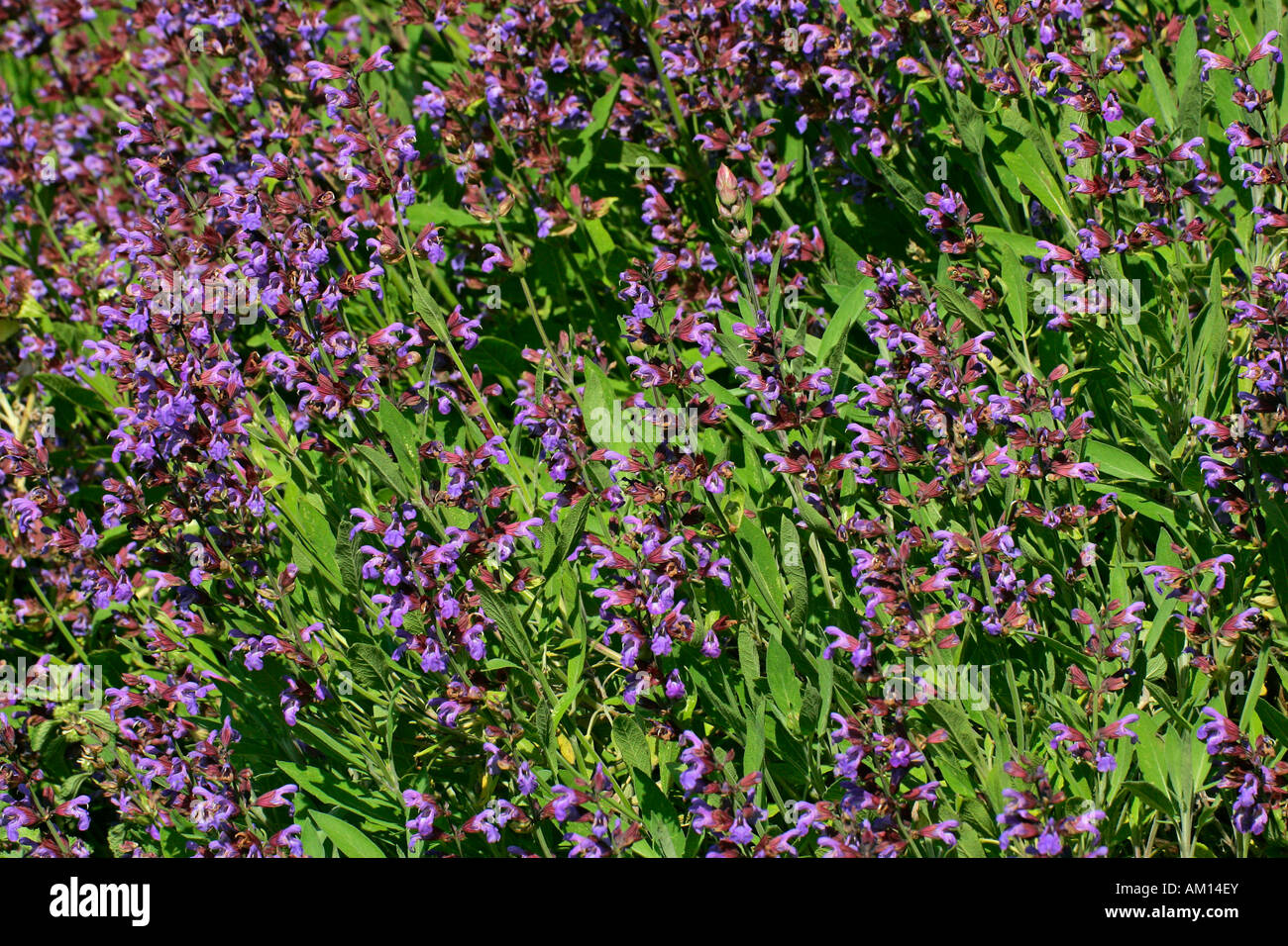Common sage (Salvia officinalis Stock Photo - Alamy