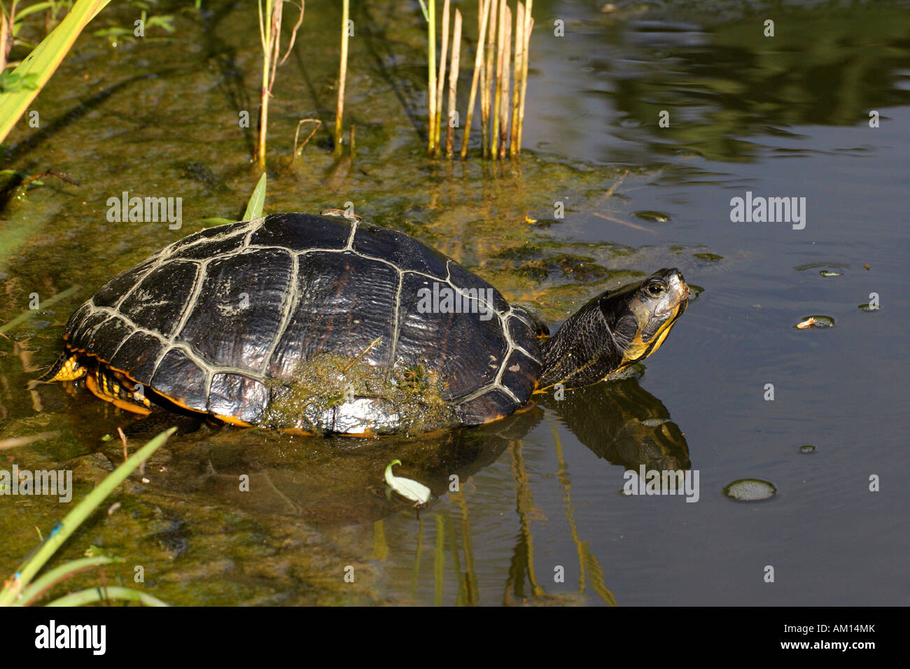 Yellow-bellied turtle - common slider - pond slider (Trachemys scripta ...