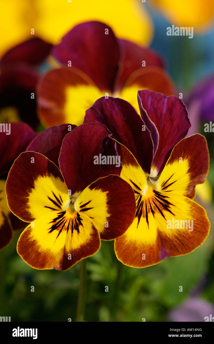 Flowering horned violets (Viola cornuta Stock Photo - Alamy