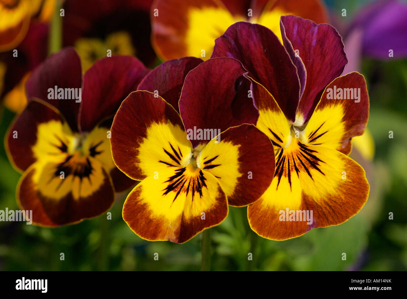 Flowering horned violets (Viola cornuta Stock Photo - Alamy