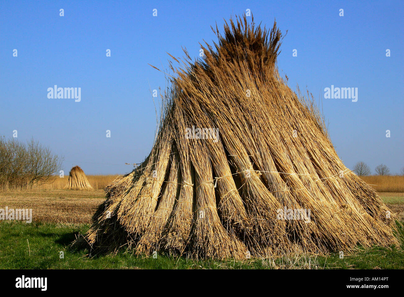 Reed bundles - reed packs (Phragmites australis) (Phragmites communis ...