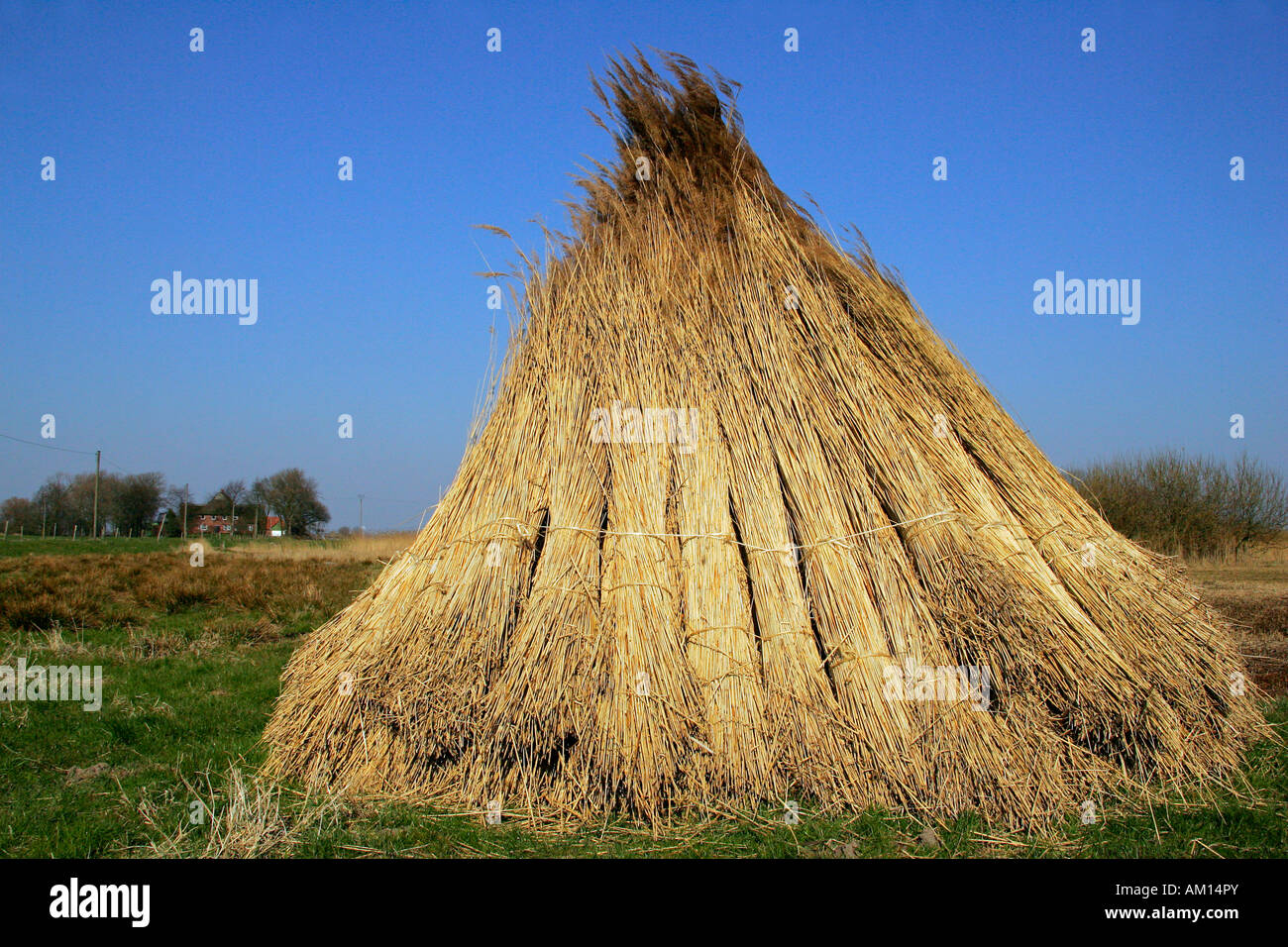 Reed bundles hi-res stock photography and images - Alamy