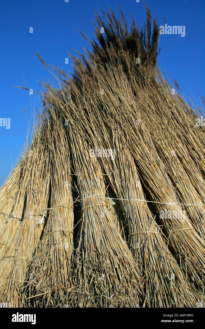 Reed bundles hi-res stock photography and images - Alamy