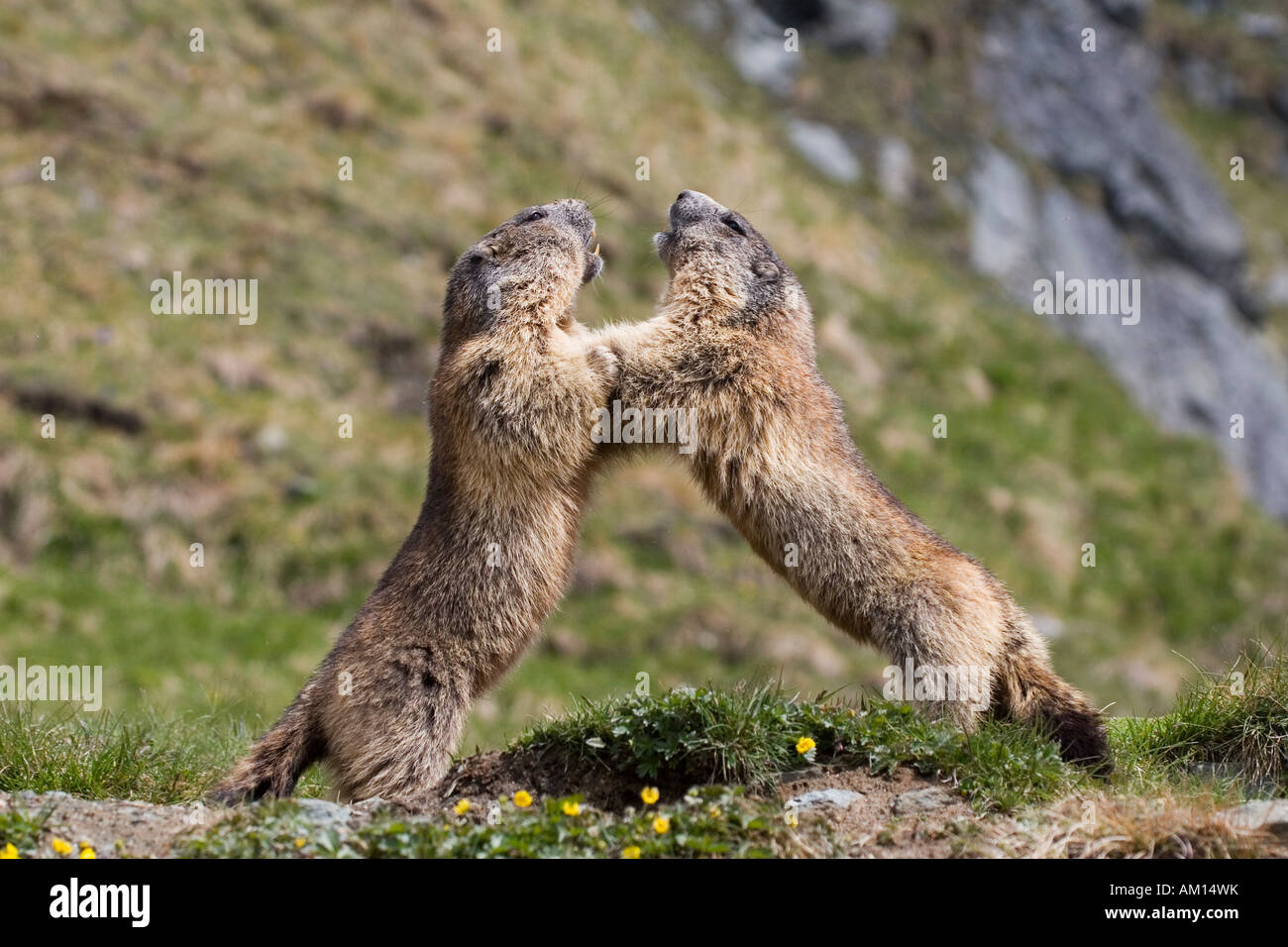 Groundhog fight murmeltier kampf hi-res stock photography and images ...