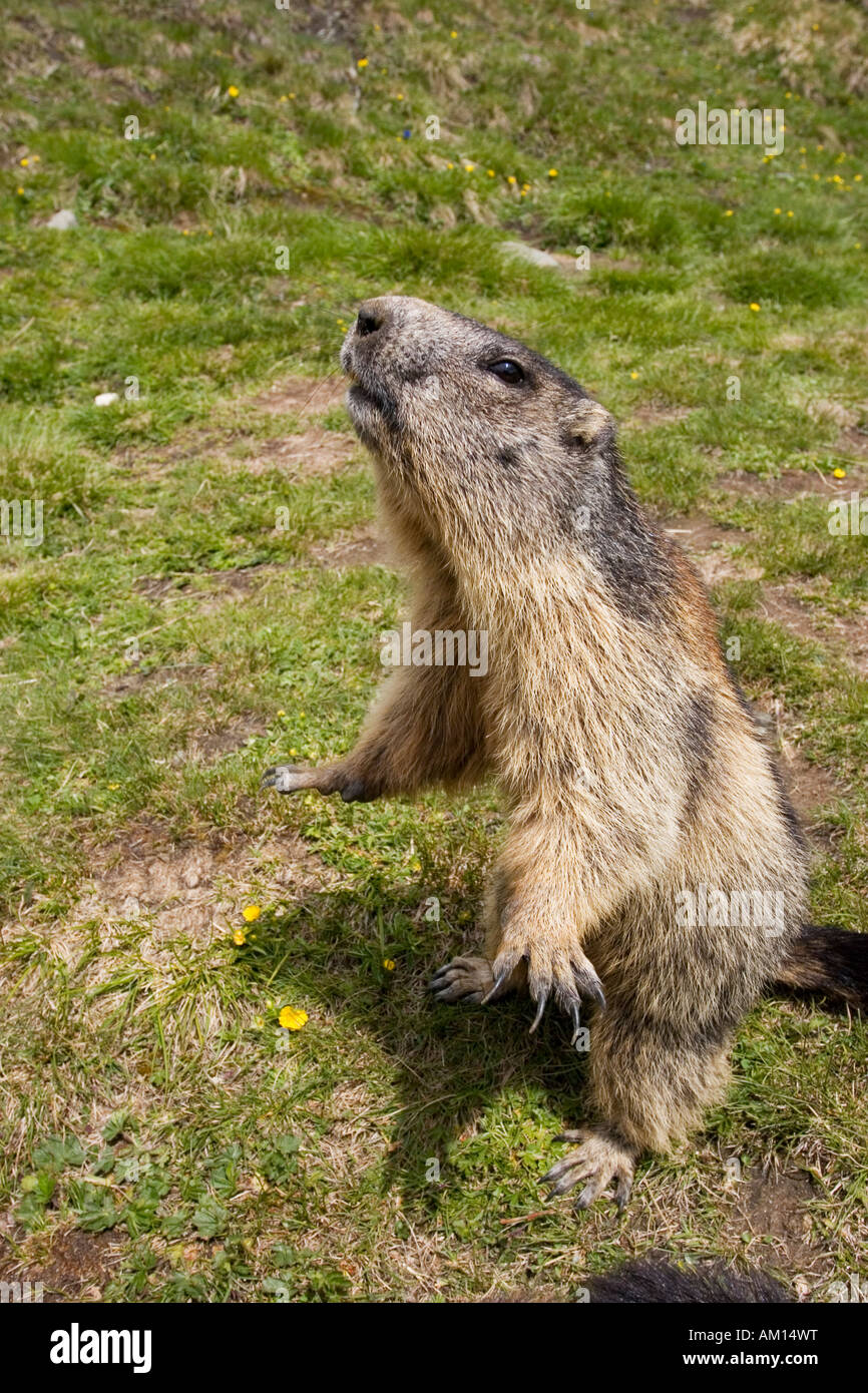 Alpine marmot (Marmota marmota), standing on the hind paws, Hohe Tauern National Park, Austria ...
