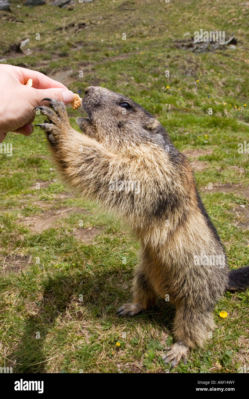 Alpine marmot (Marmota marmota), standing on the hind paws, feeding, Hohe Tauern National Park ...