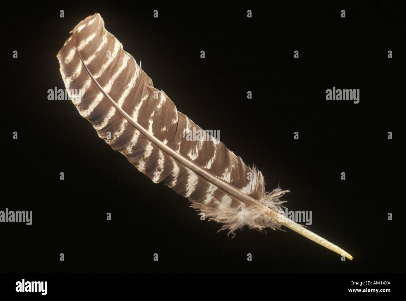 Quill pen such as one used during signing of Declaration of ...