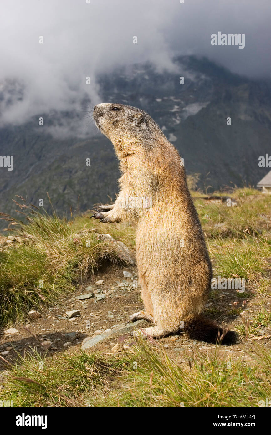 Hinterpfoten hi-res stock photography and images - Alamy