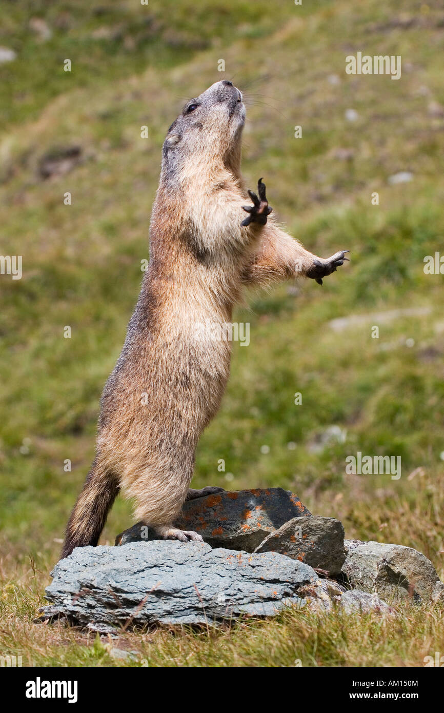 Alpine marmot (Marmota marmota), standing on the hind paws, Hohe Tauern ...