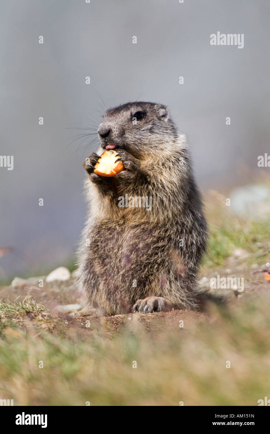 Alpine marmot (Marmota marmota), eating an apple, Hohe Tauern National Park, Austria Stock Photo ...