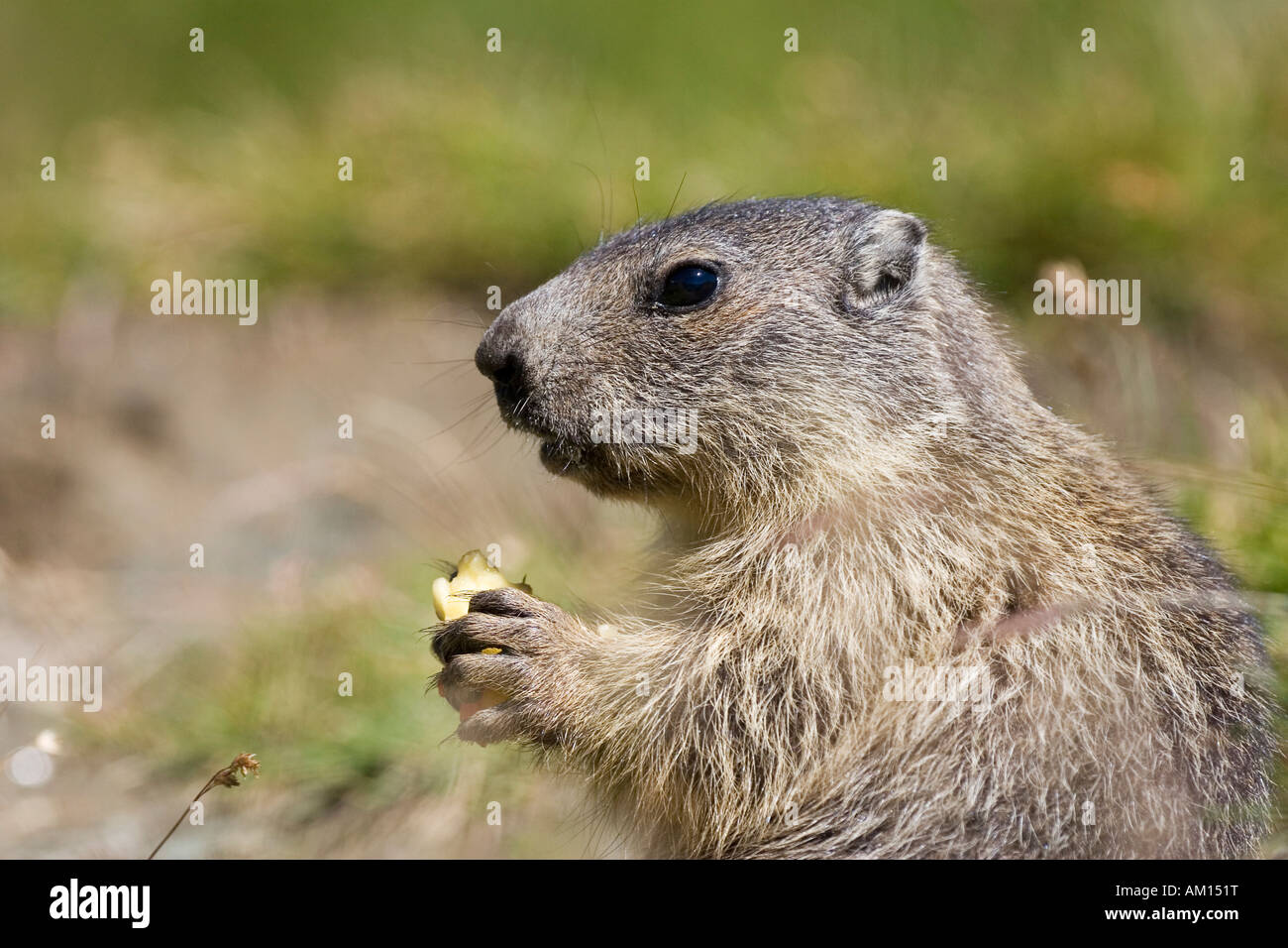 Alpine marmot (Marmota marmota), eating an apple, Hohe Tauern National Park, Austria Stock Photo ...