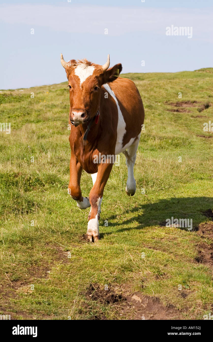 Cow galloping over a meadow, Niederhorn Bernese, Oberland, Switzerland ...