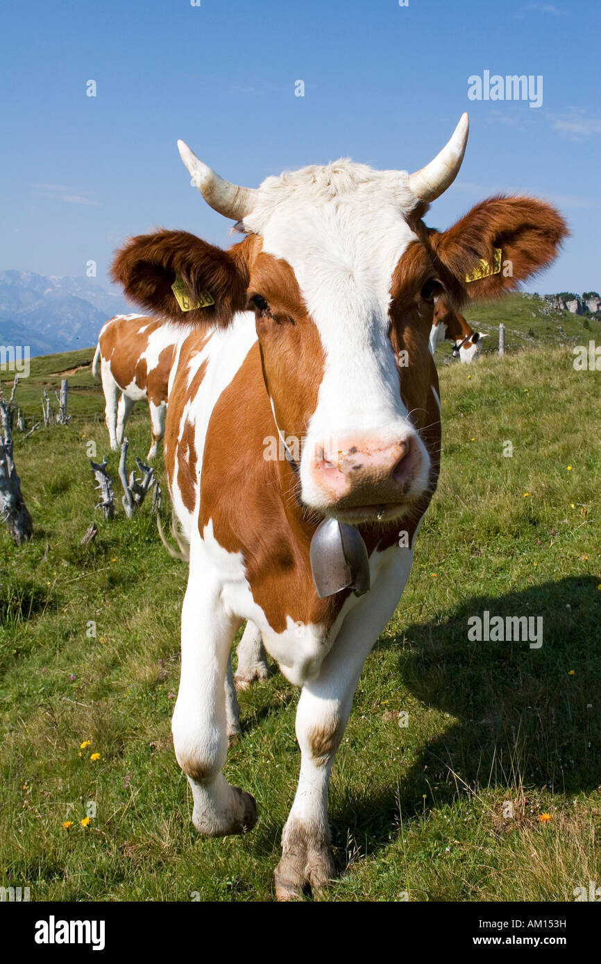Switzerland National Animal