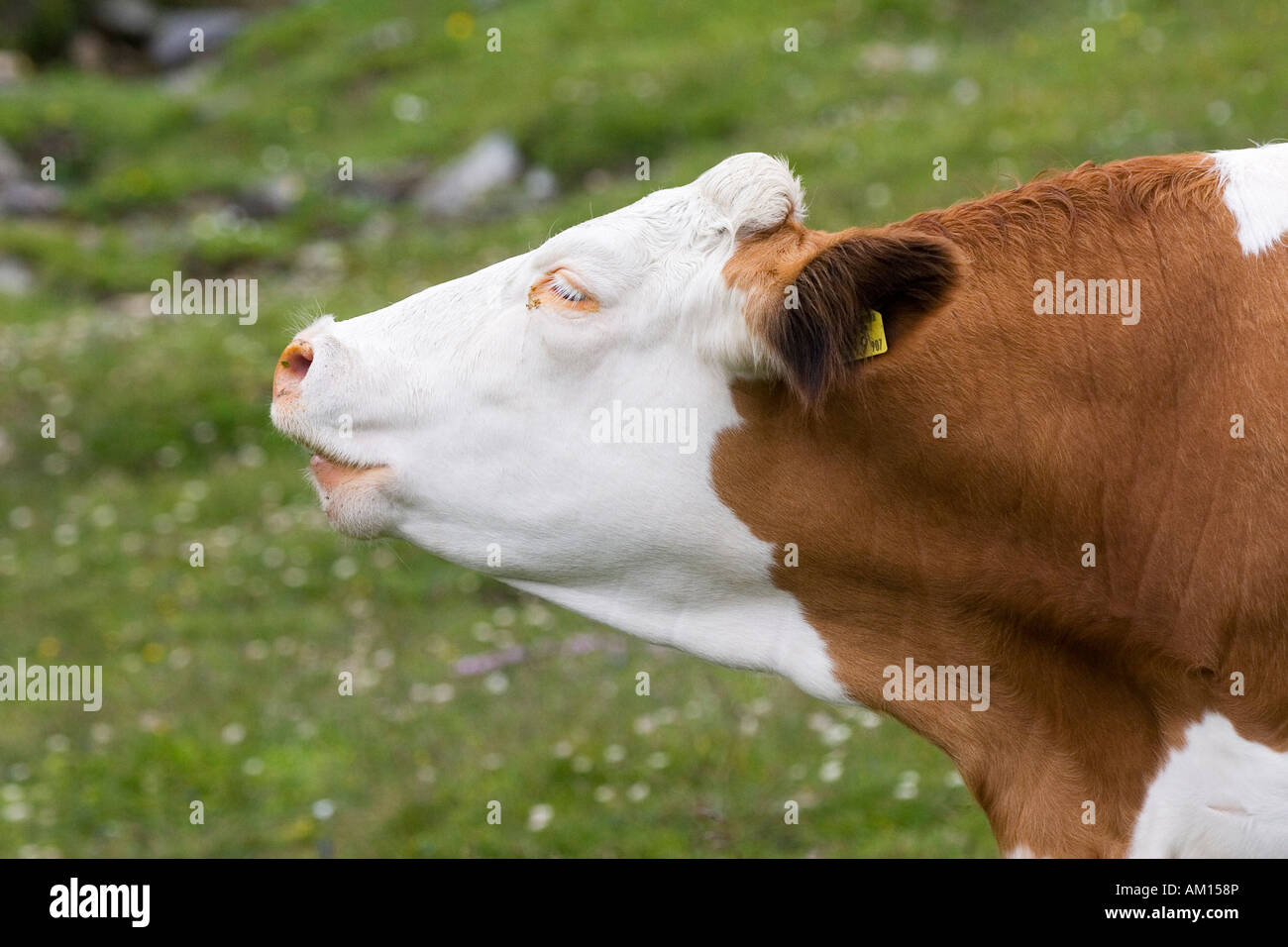 Mooing cow breeding hi-res stock photography and images - Alamy