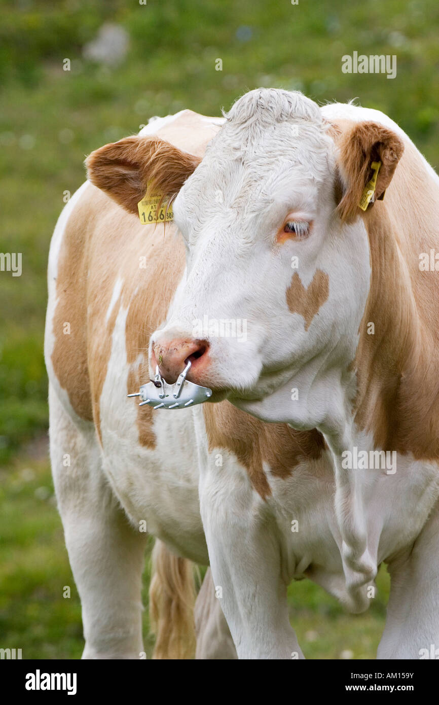 Cow Nose Ring Memes
