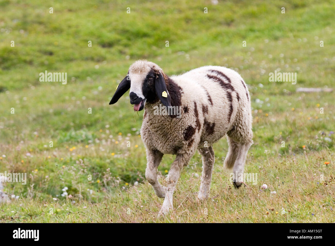 Sheep bleating hi-res stock photography and images - Alamy