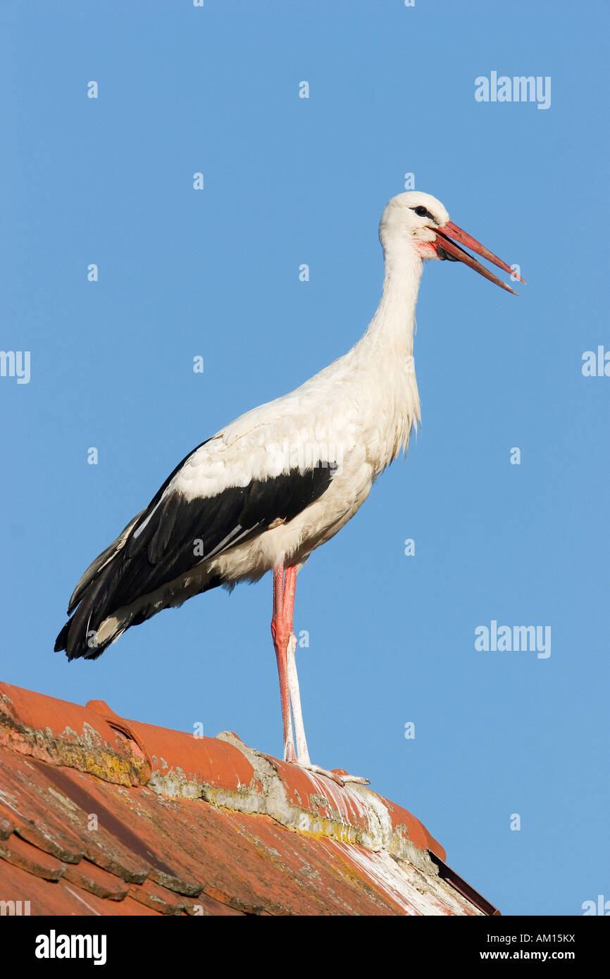 White storch (Ciconia ciconia) on a roof, Germany Stock Photo - Alamy