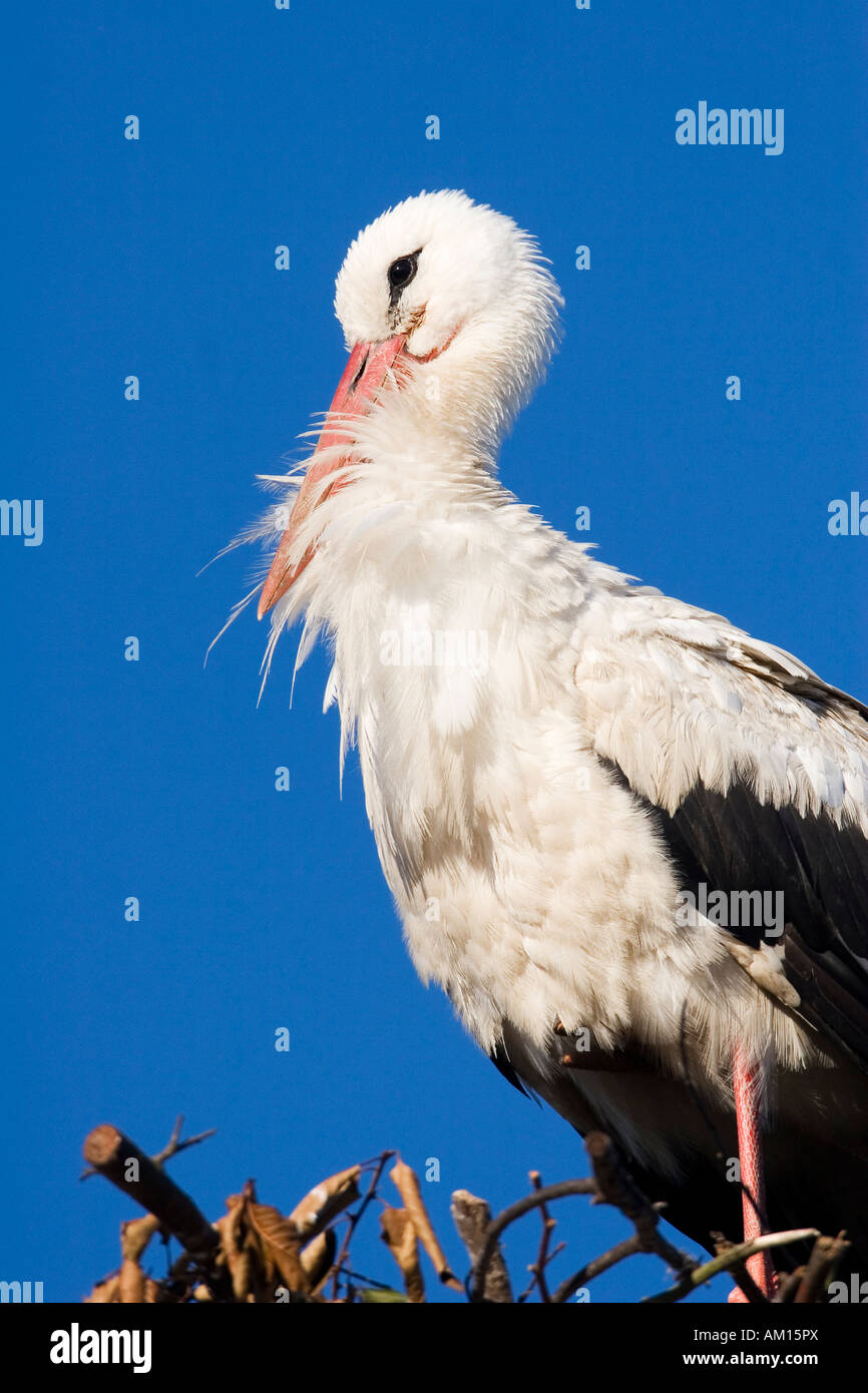 White storch (Ciconia ciconia) feathering , Germany Stock Photo - Alamy