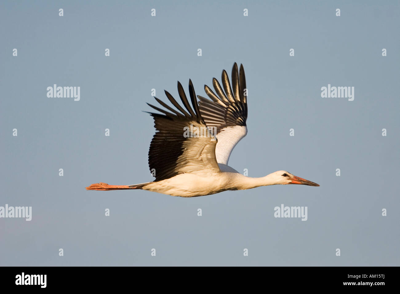 Young white storch (Ciconia ciconia) flying, Germany Stock Photo - Alamy