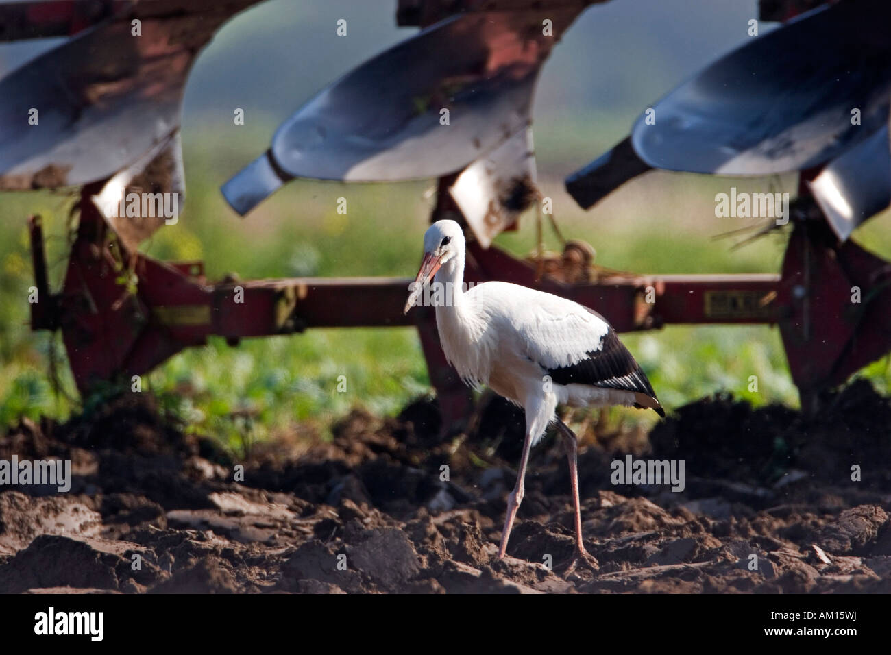 Young white storch (Ciconia ciconia) and tractor on an acre, Germany ...