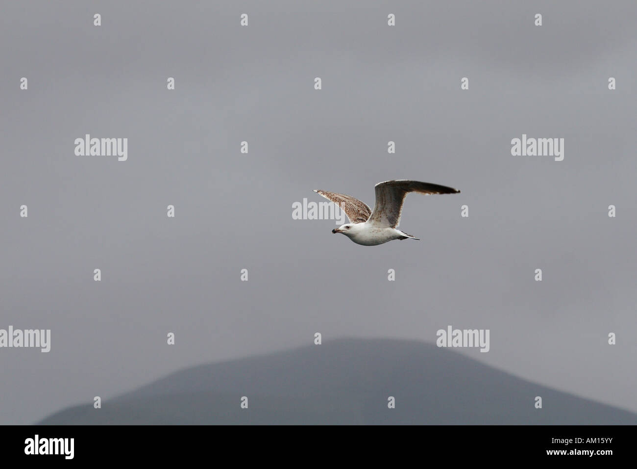 Flying sea gull Stock Photo - Alamy