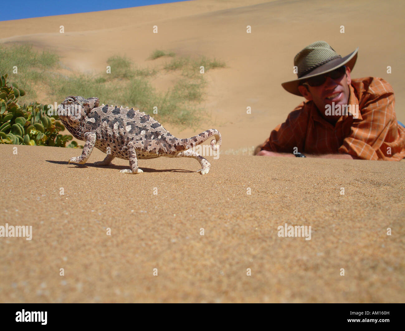 Namibian chameleon hi-res stock photography and images - Alamy