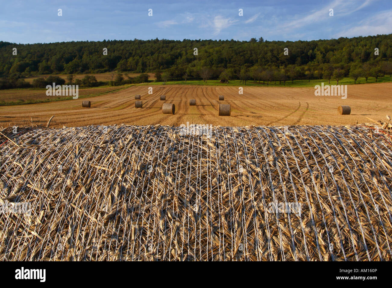 Detail of a straw bale Stock Photo - Alamy