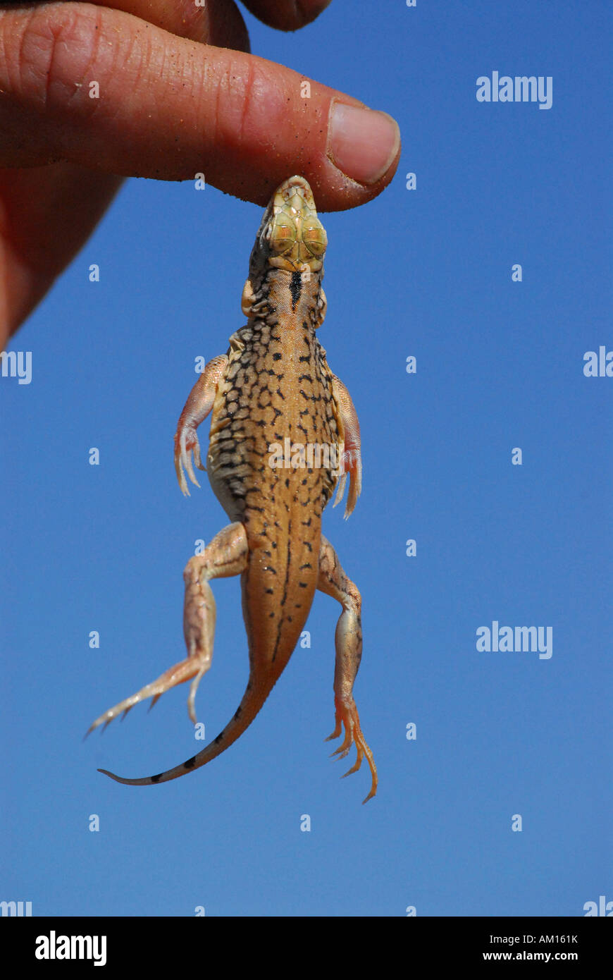 Namib sand diving lizard hi-res stock photography and images - Alamy