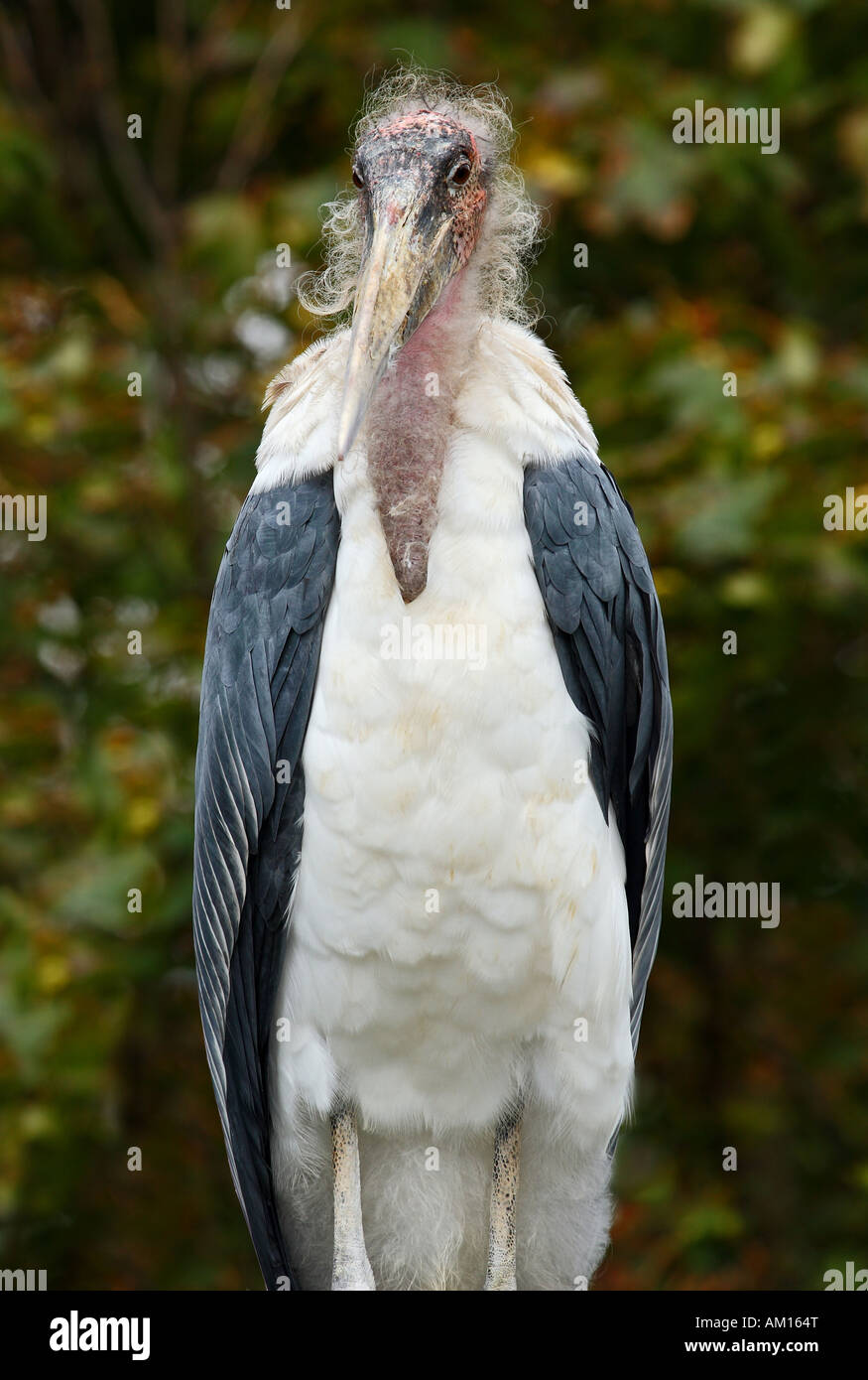 Marabou storks standing hi-res stock photography and images - Alamy