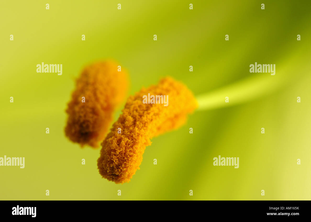Pistil of a lily (Lilium longiflorum Stock Photo - Alamy