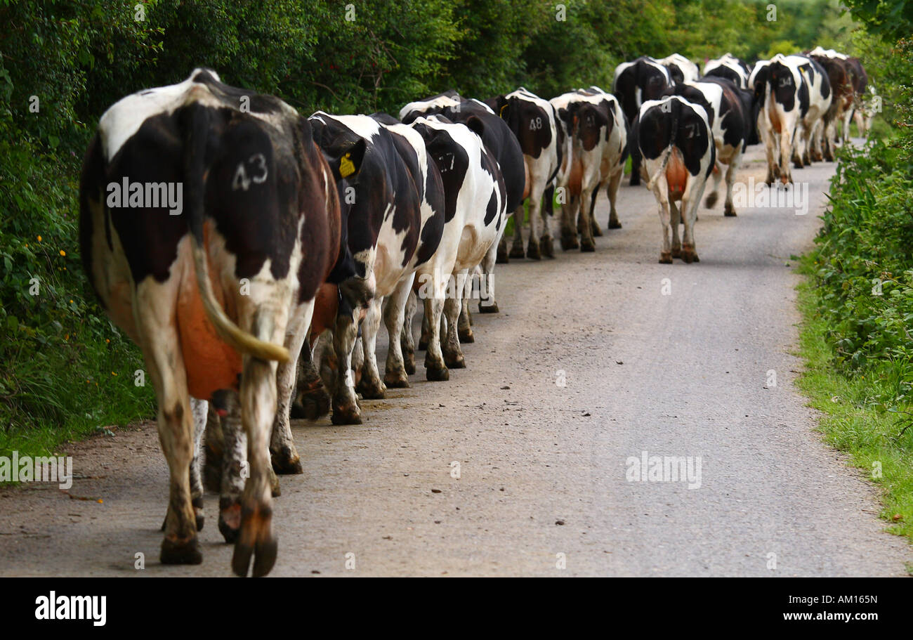 Cows on the street Stock Photo - Alamy