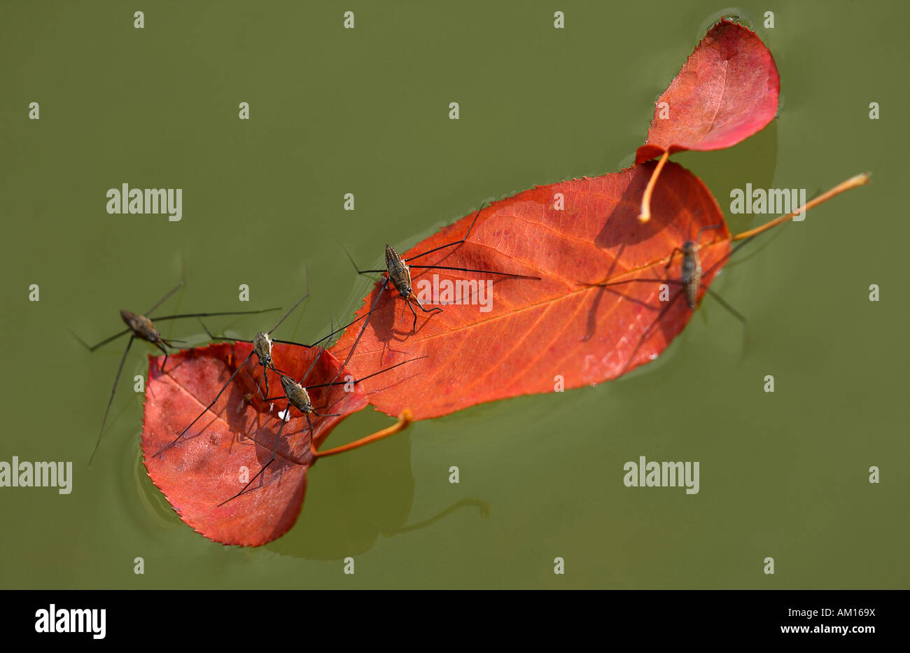 Striders hi-res stock photography and images - Alamy