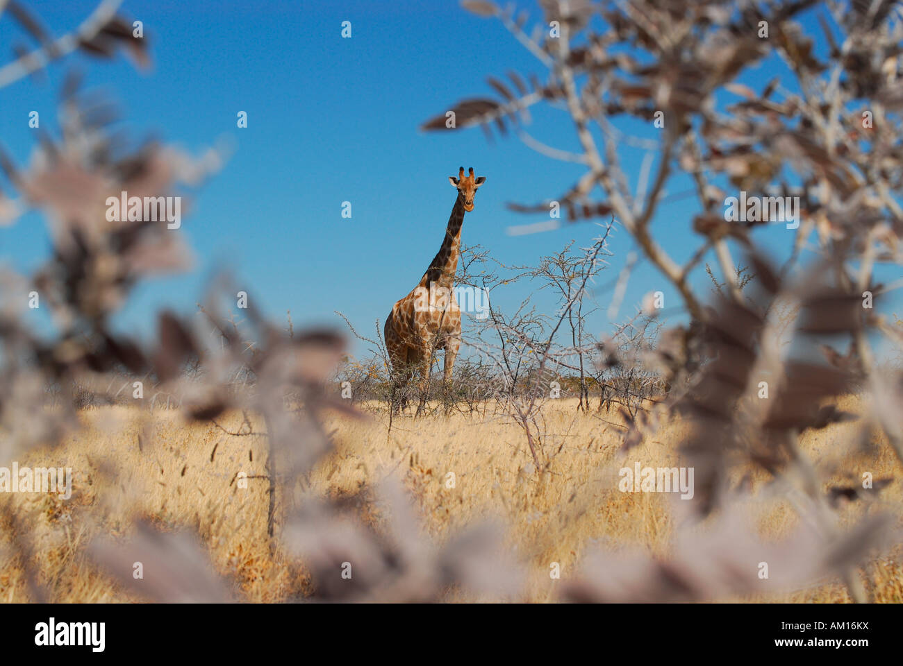 Tier tiere namibia etosha nationalpark giraffe hi-res stock photography ...
