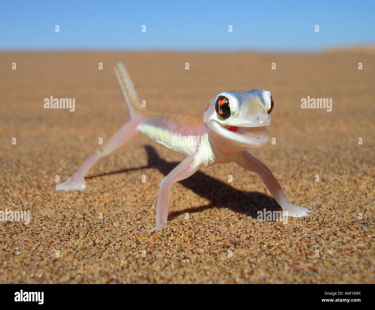 Palmato gecko, Namib desert near Swakopmund, Namibia Stock Photo - Alamy