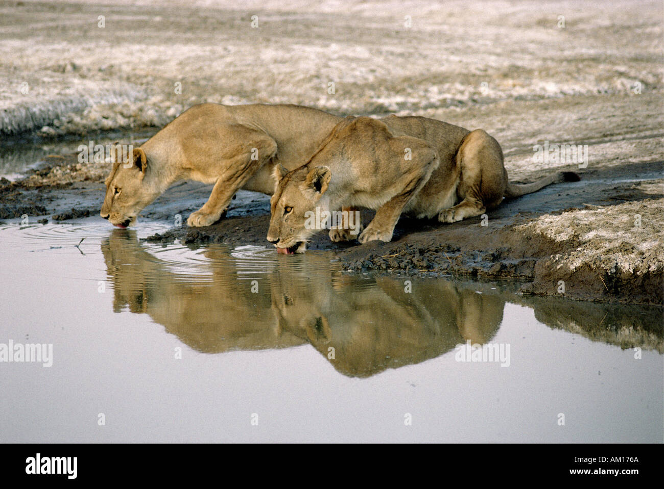 Two lionesses serengeti national park hi-res stock photography and ...