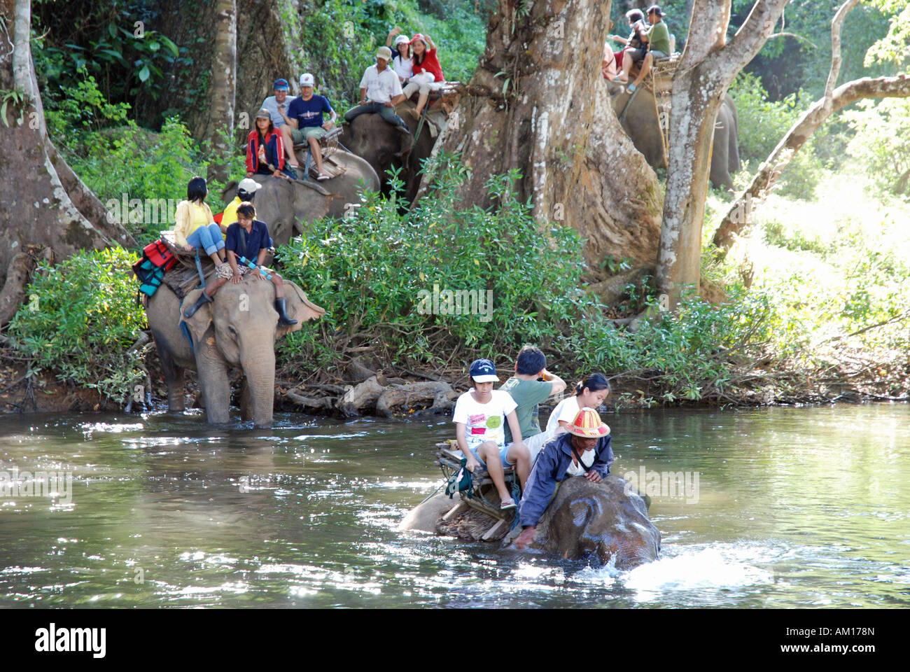 Indian elephants, Elephas maximus indicus, Elephas maximus bengalensis ... Indian elephants, Elephas maximus indicus, Elephas maximus bengalensis ...