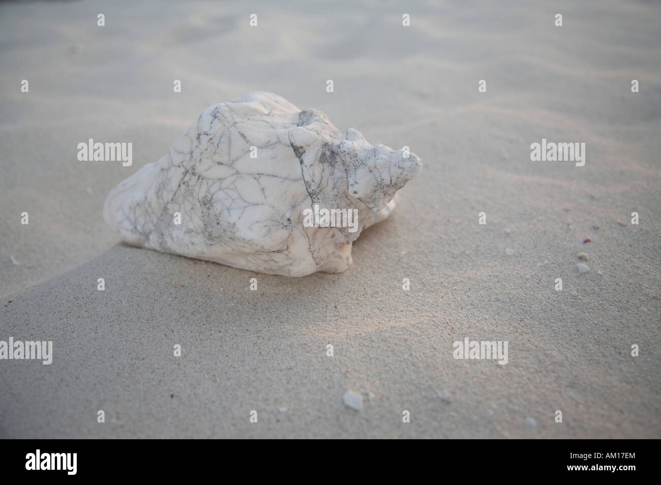 Shells on the beach, Cuba Stock Photo - Alamy