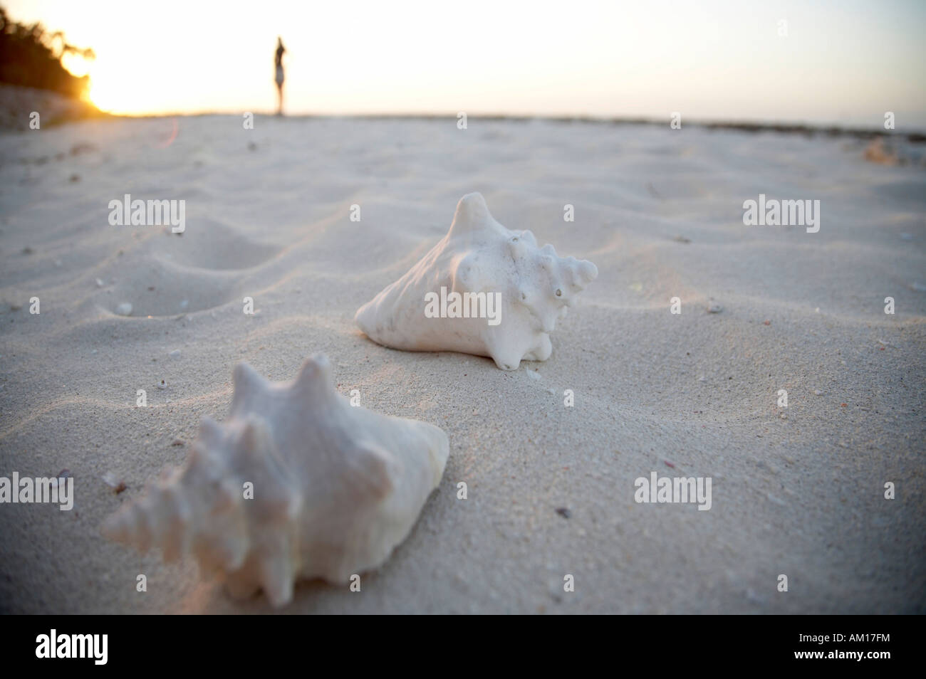 Shells on the beach, Cuba Stock Photo - Alamy
