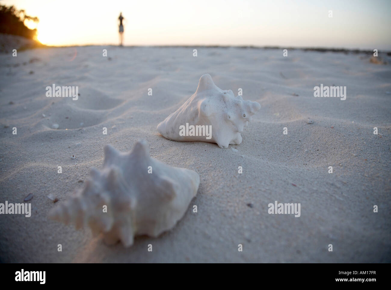Shells on the beach, Cuba Stock Photo - Alamy