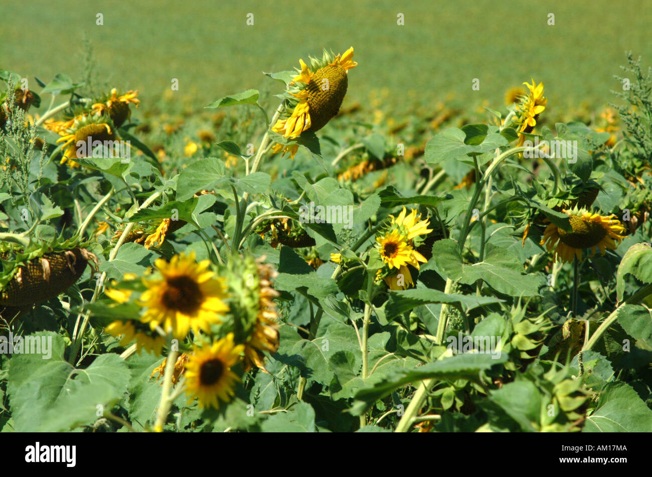 Field sunflower in romania europe hi-res stock photography and images ...