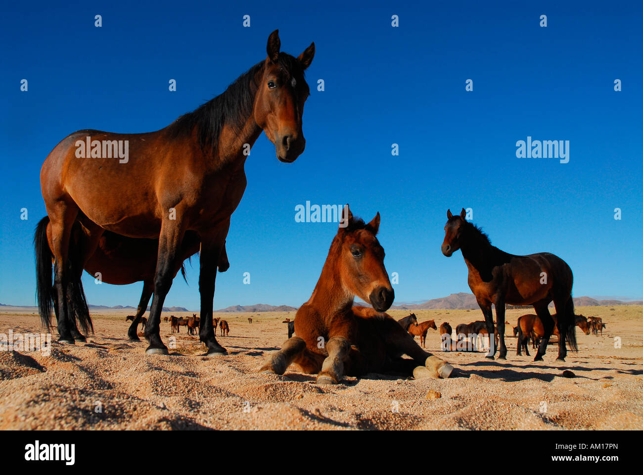 Wild brumby horses hi-res stock photography and images - Alamy
