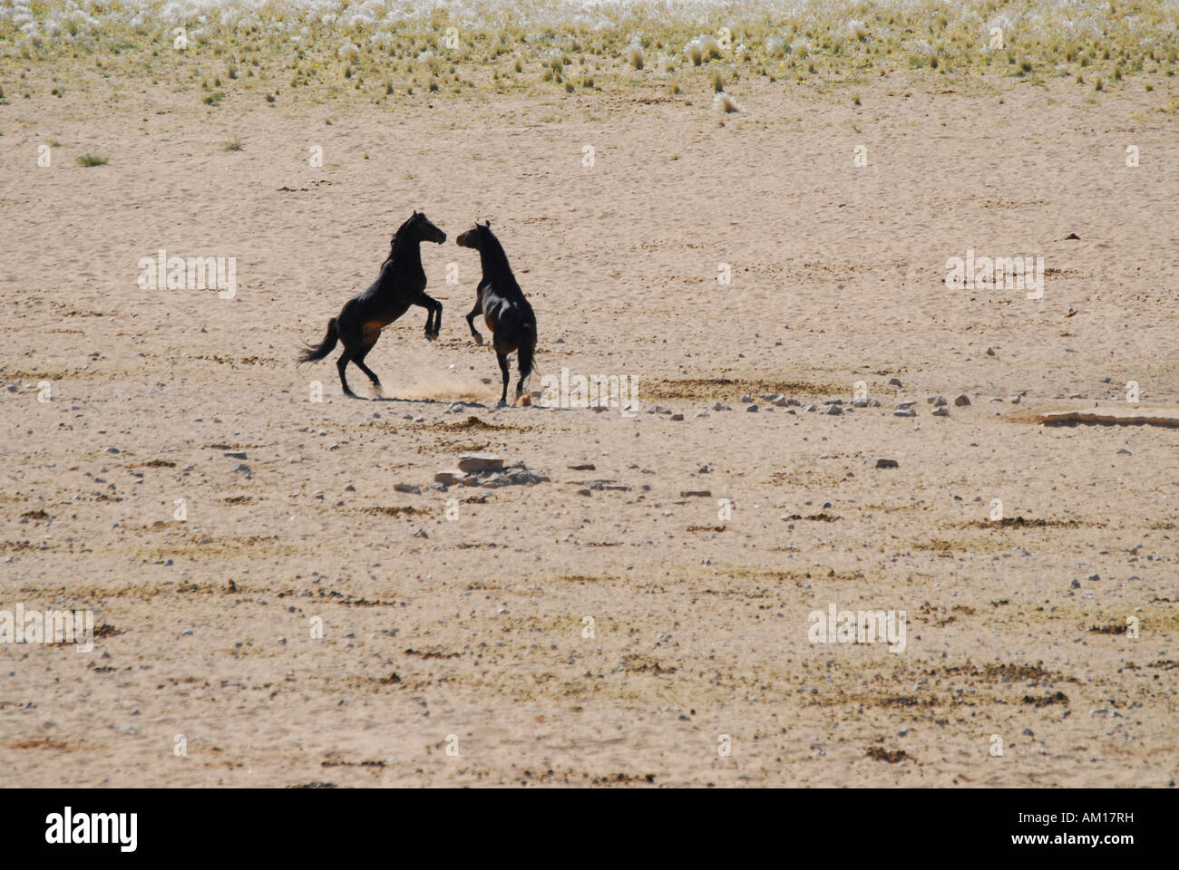 Fighting wild horses in the Namib desert, Garub, Namibia Stock Photo ...
