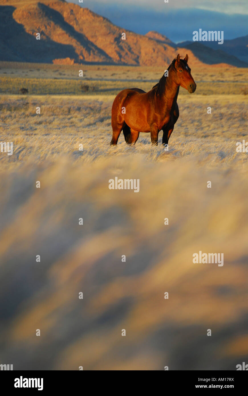 Wild horse in the Namib desert, Garub, Namibia Stock Photo - Alamy