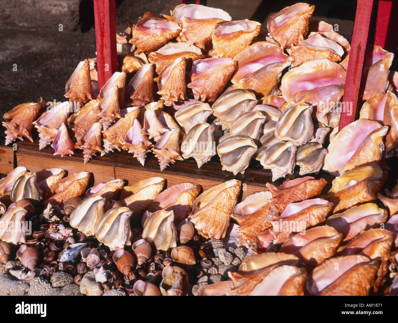 Conch Shells St Georges Grenada Caribbean Stock Photo - Alamy