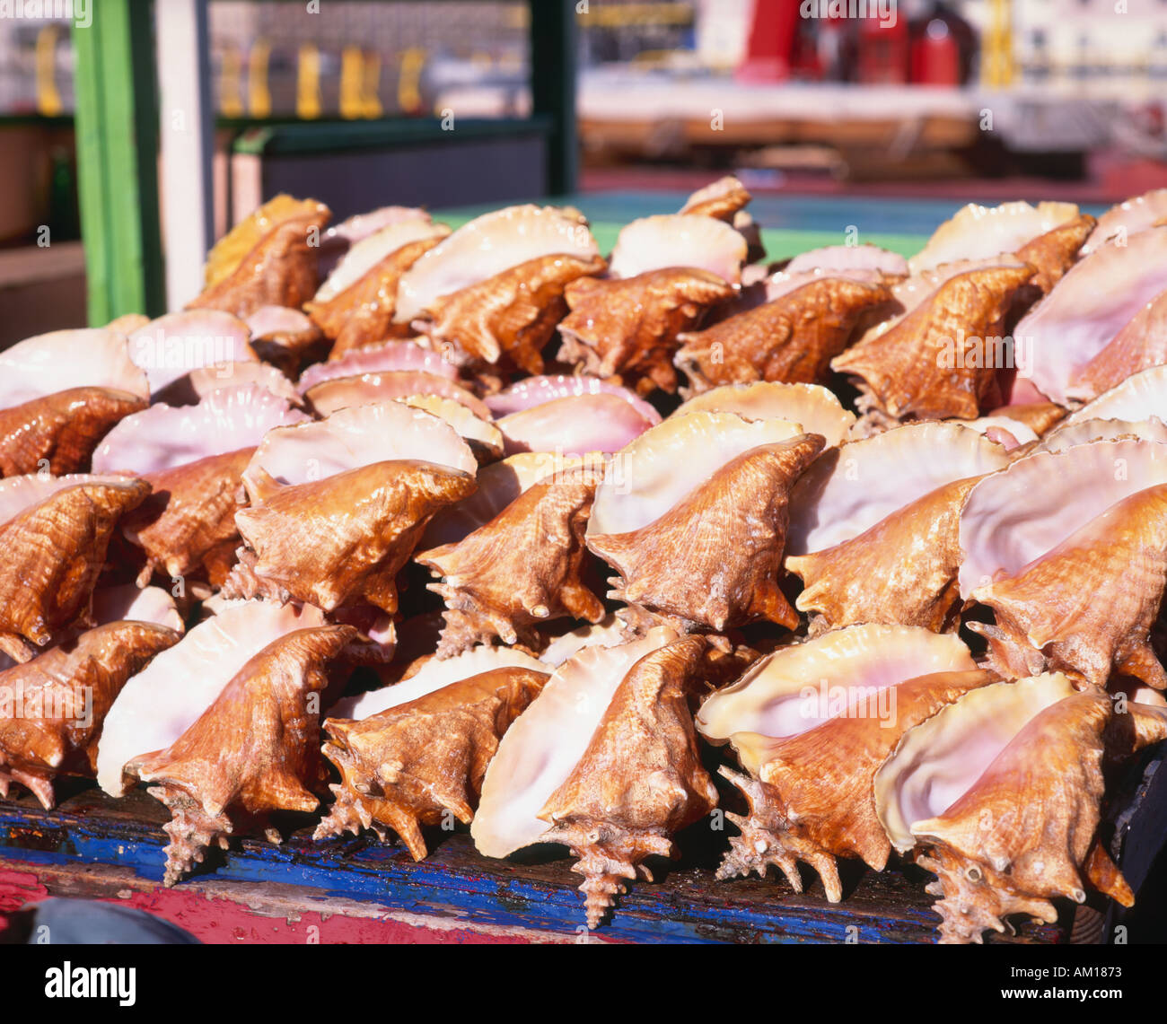 Conch Shells St Georges Grenada Caribbean Stock Photo - Alamy