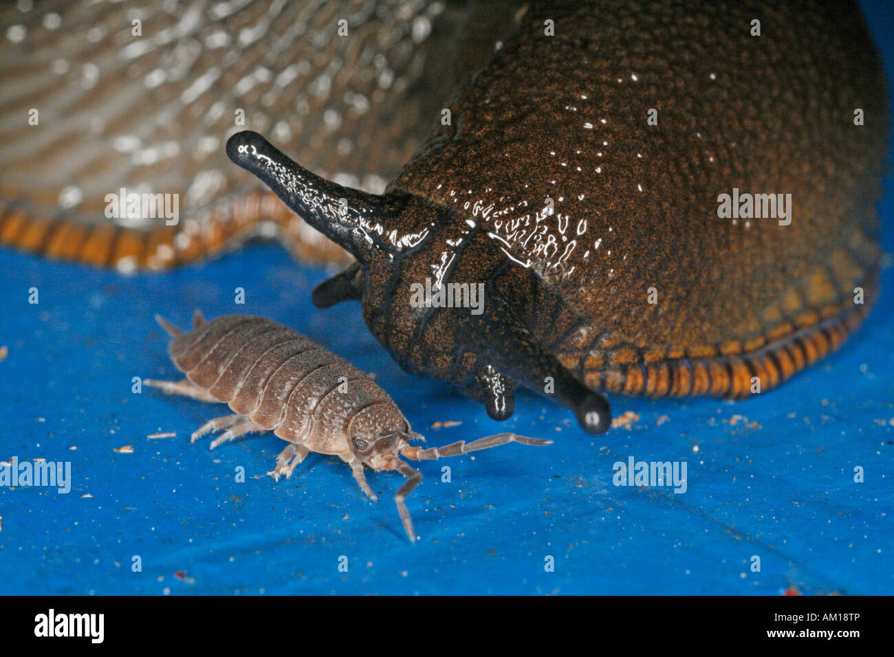 Snail and small bug Stock Photo - Alamy