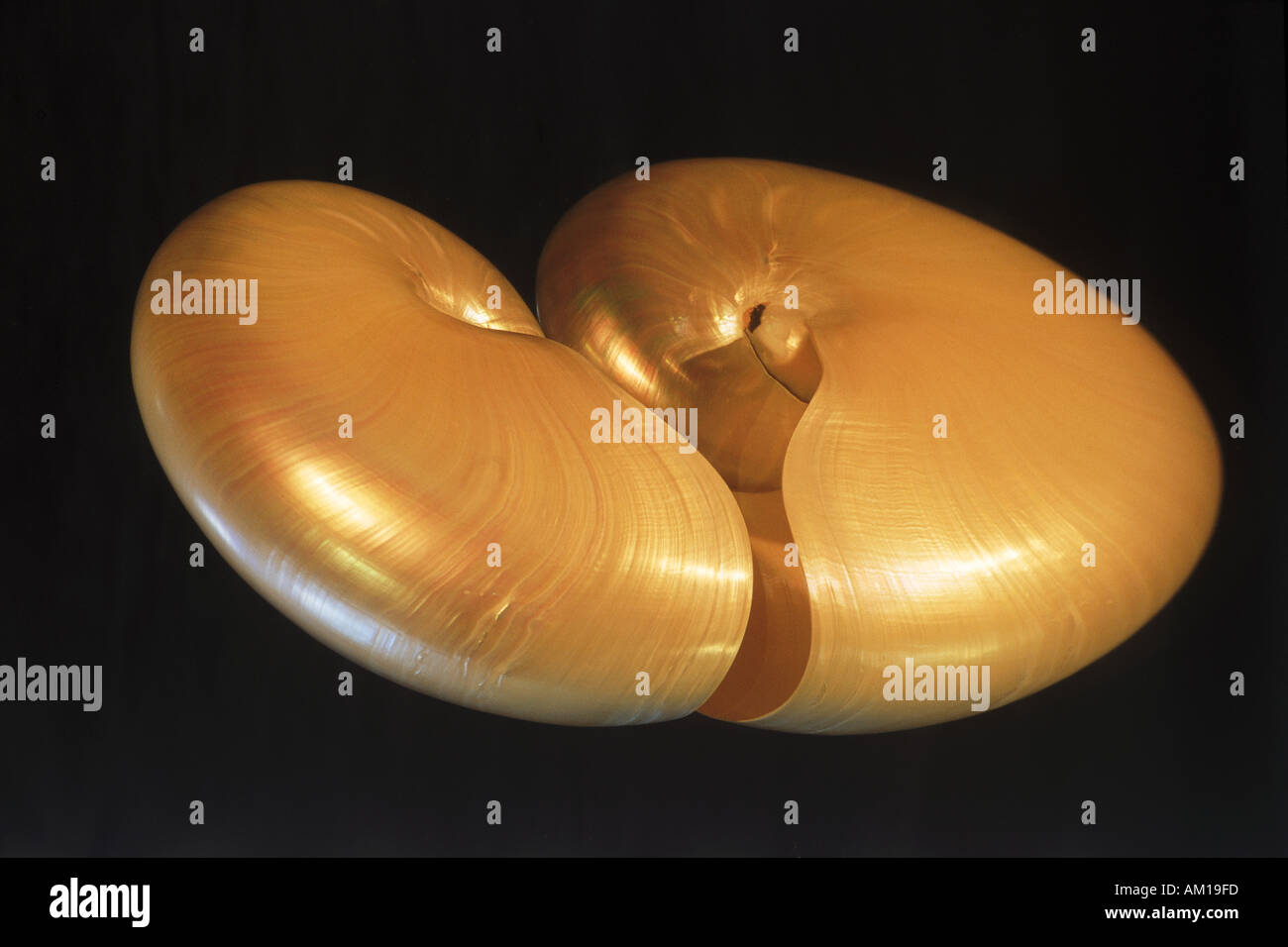 Nautilus shell inside hi-res stock photography and images - Alamy