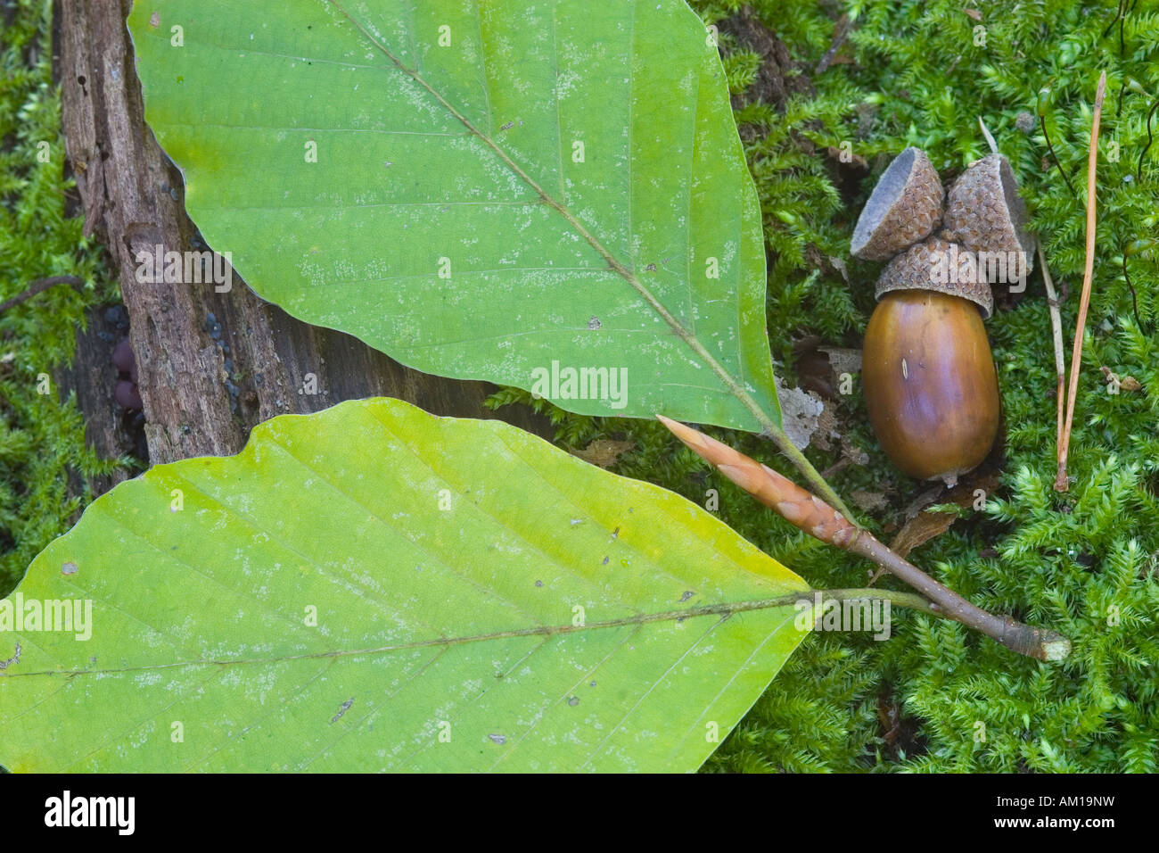 Baumfrucht hi-res stock photography and images - Alamy