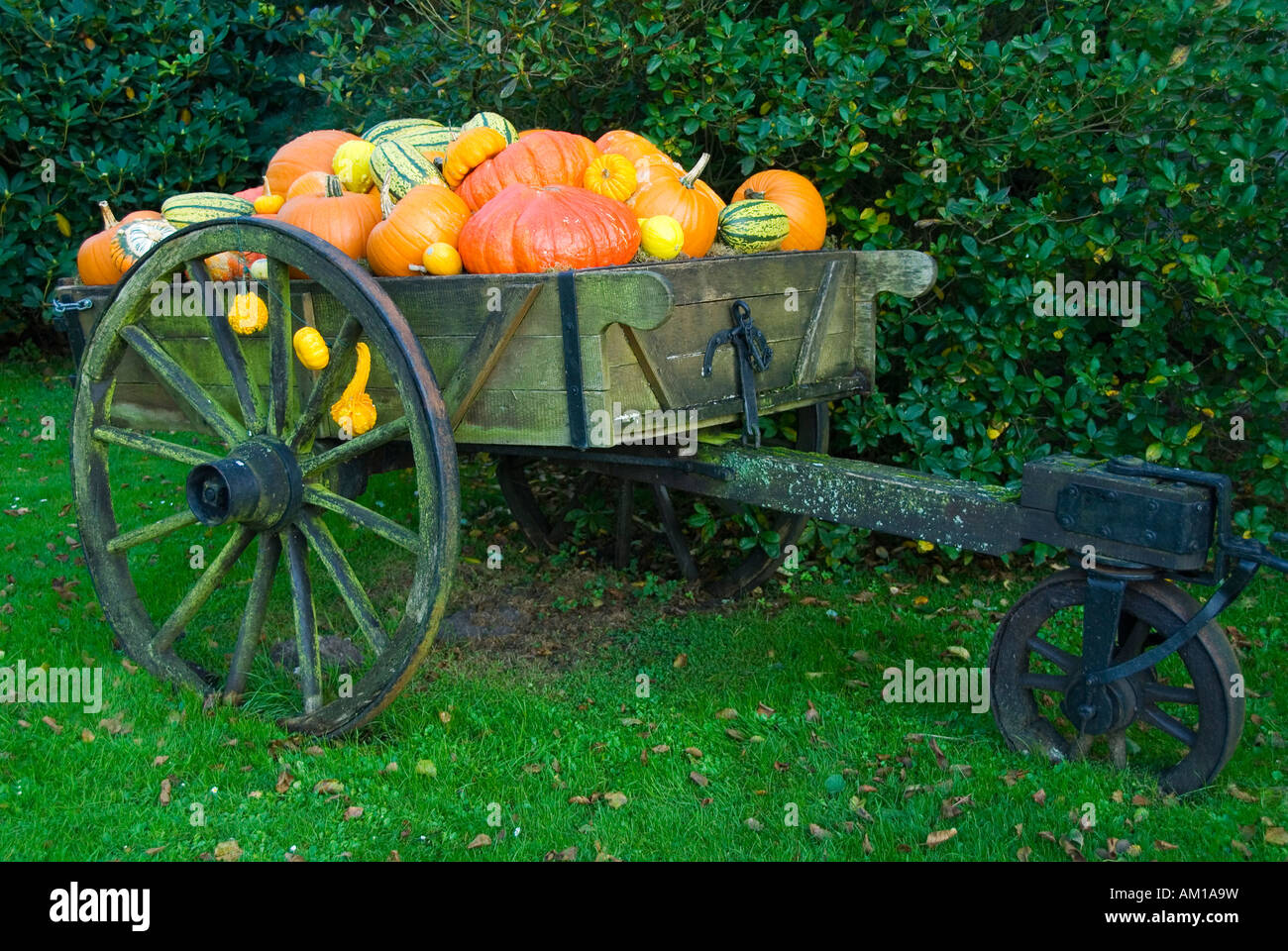 Autumn theme, an old carriage decorated with pumpkins standing in a ...