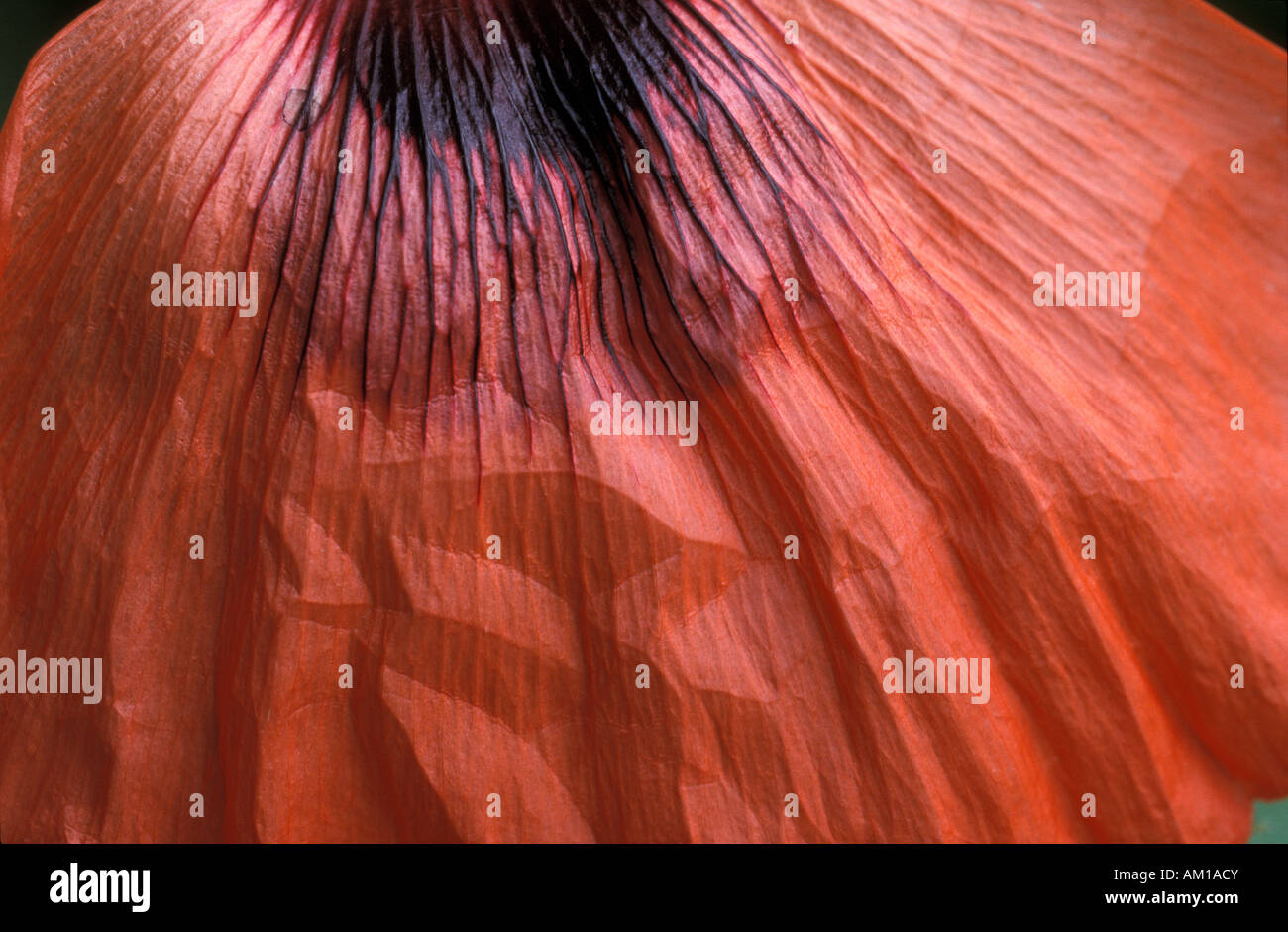 Crumpled leaf of orange poppy with black veins, outside, detail, close ...